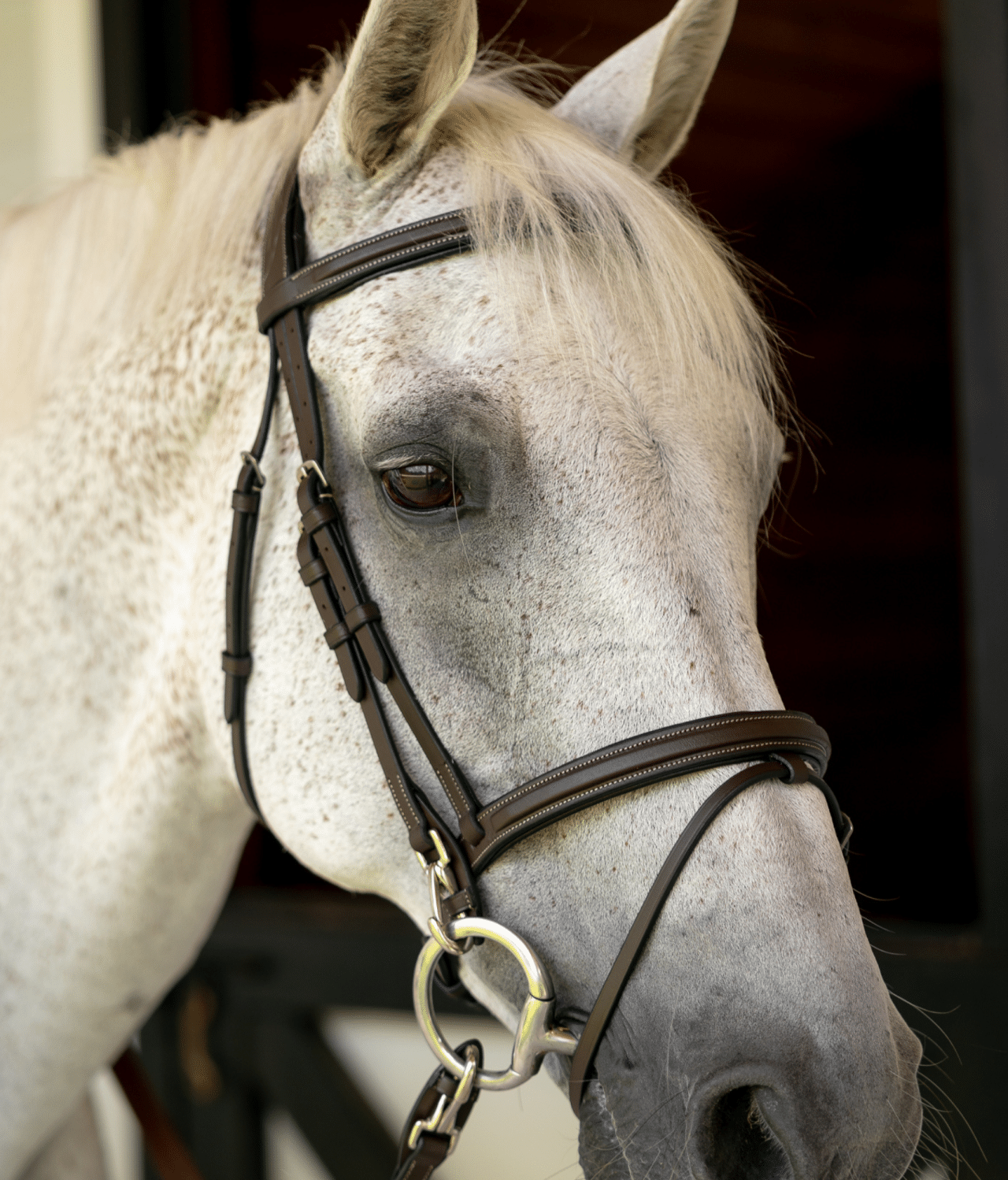 Training Bridle | Arion Sellier