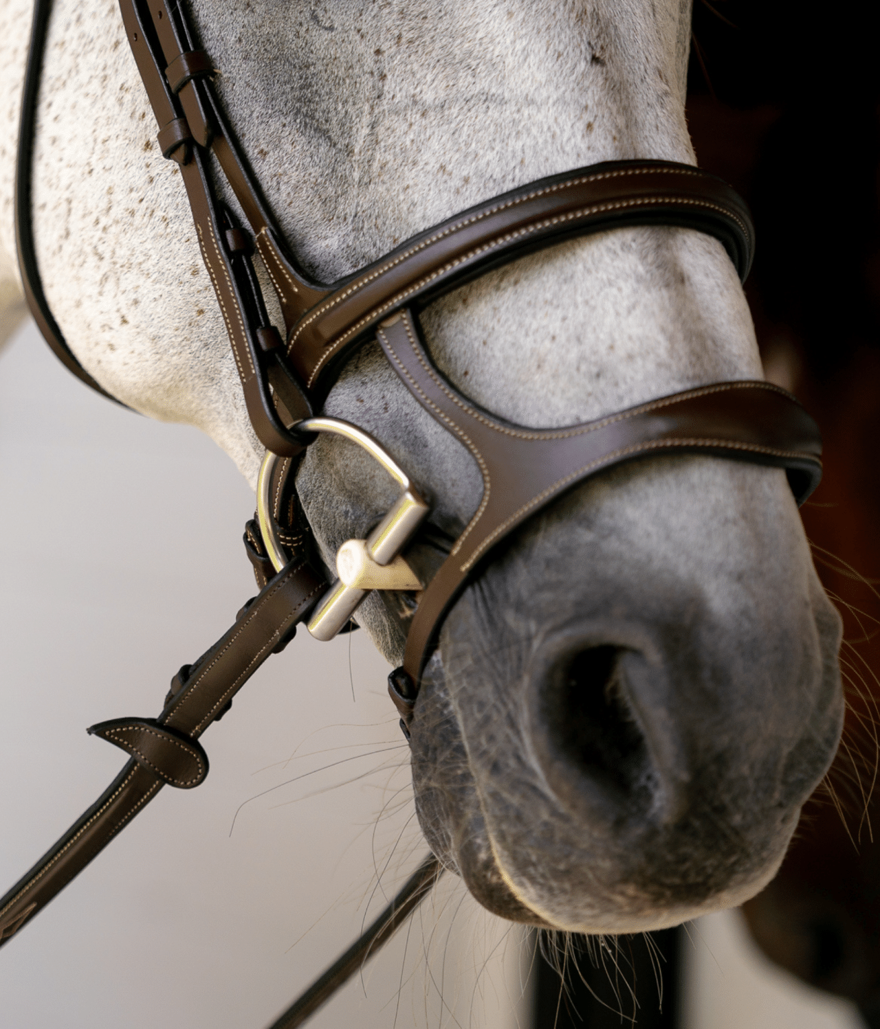 Double Noseband Bridle | Arion Sellier