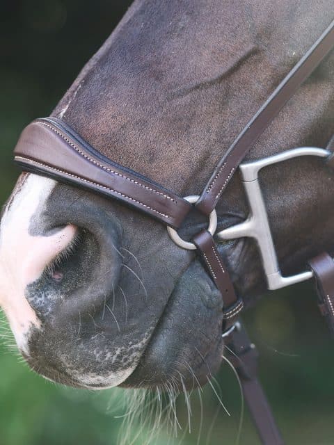 Anatomic Drop Noseband Bridle | Arion Sellier